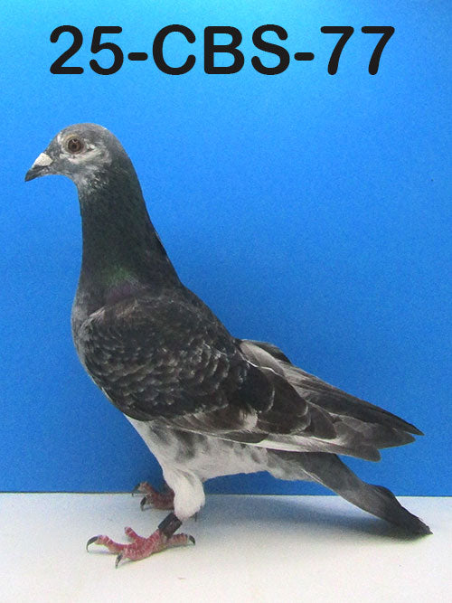 Collections – CBS Pigeon