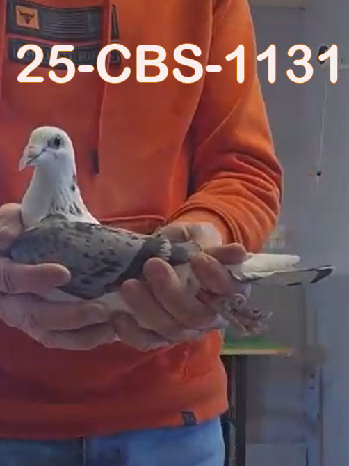 Collections – CBS Pigeon