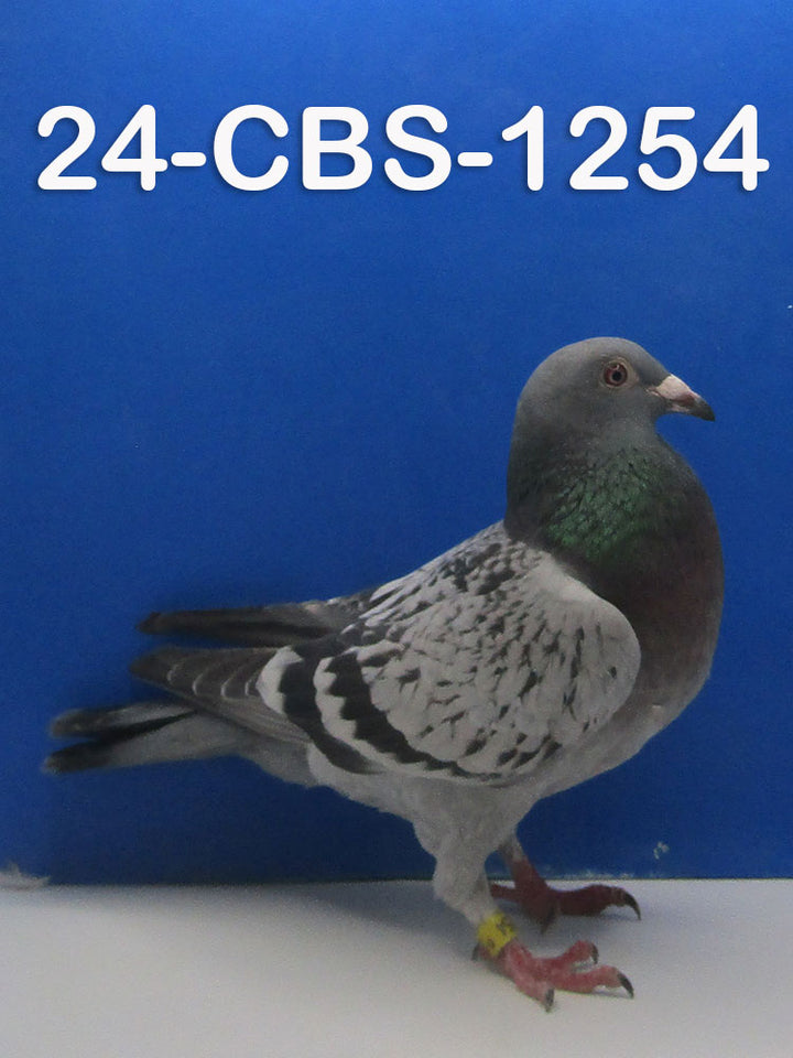 Janssen – tagged "Janssen" – CBS Pigeon