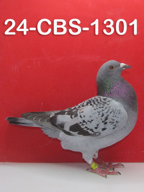 Janssen – tagged "Janssen" – CBS Pigeon