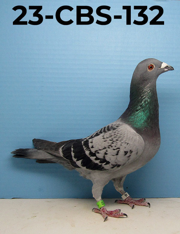 All – CBS Pigeon