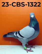 Birds For Sale – CBS Pigeon