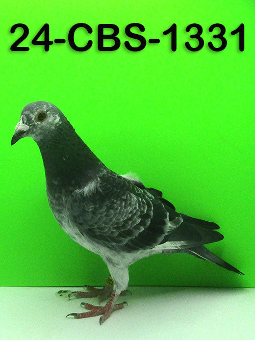Janssen – tagged "Janssen" – CBS Pigeon