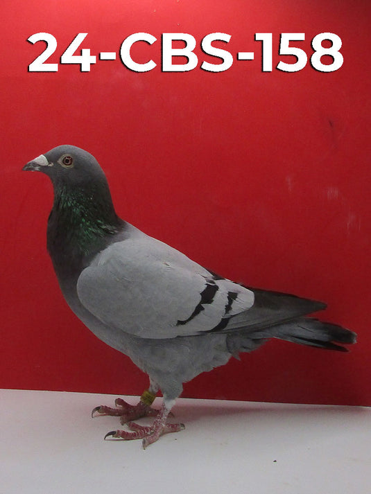 Collections – CBS Pigeon