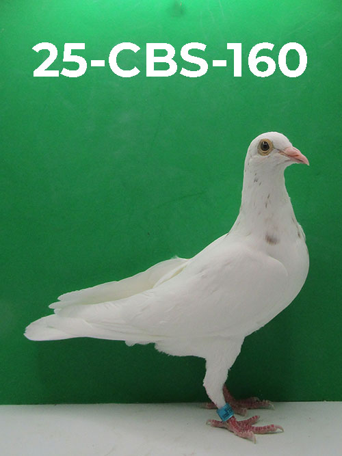 Continental Breeding Station – CBS Pigeon