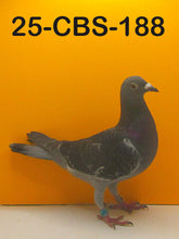 Collections – CBS Pigeon