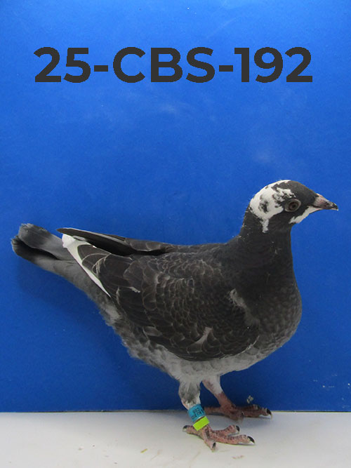 Birds For Sale – Page 2 – CBS Pigeon