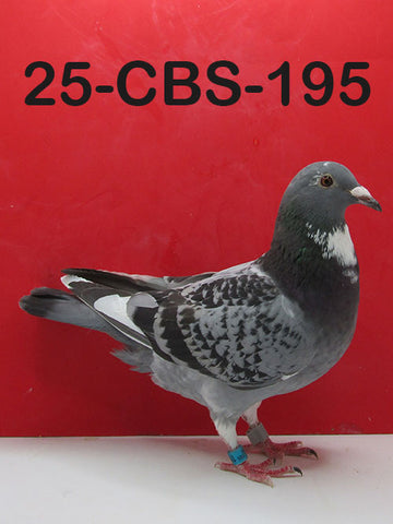 Janssen – tagged "Janssen" – CBS Pigeon