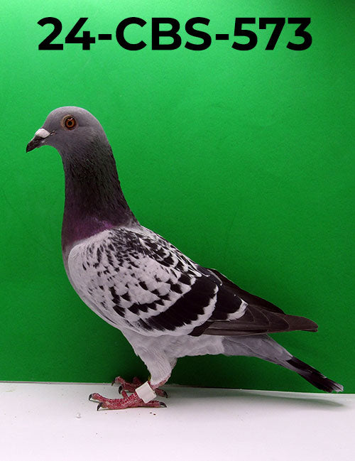 Collections – CBS Pigeon