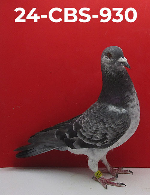 Collections – CBS Pigeon