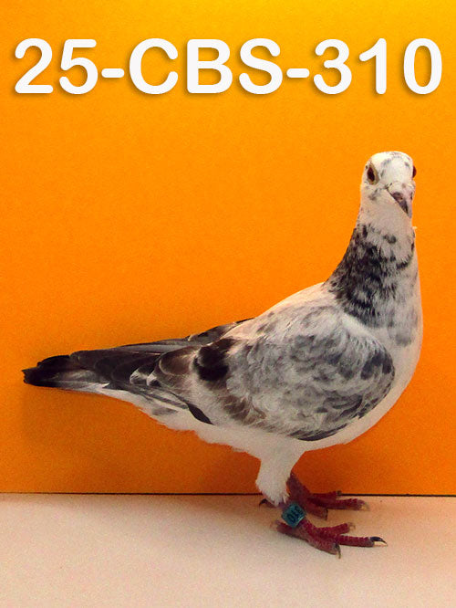 Janssen – tagged "Janssen" – CBS Pigeon