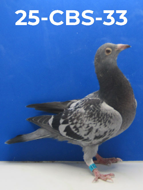 All – CBS Pigeon