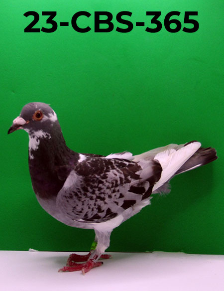 Janssen – tagged "Janssen" – CBS Pigeon