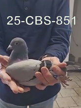 Collections – CBS Pigeon