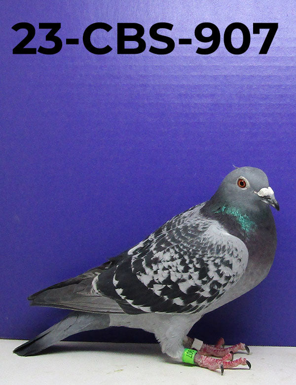 Birds For Sale – Page 2 – CBS Pigeon