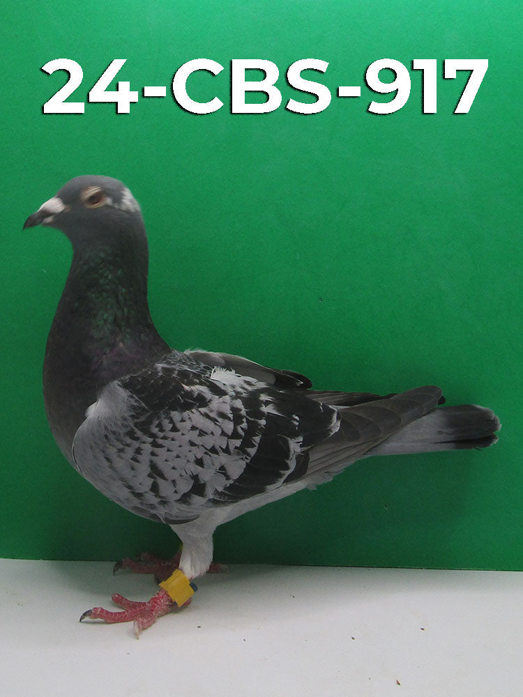 Collections – CBS Pigeon