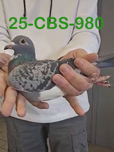 Collections – CBS Pigeon
