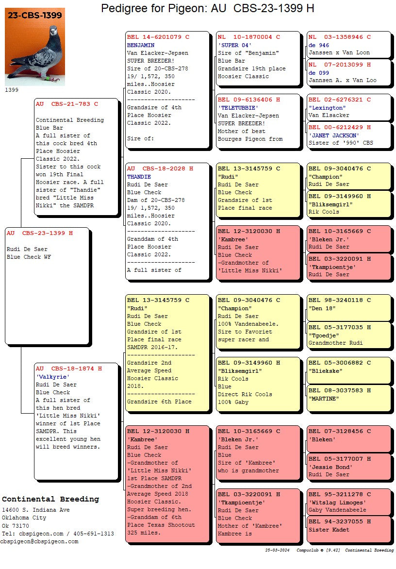 Birds For Sale – CBS Pigeon