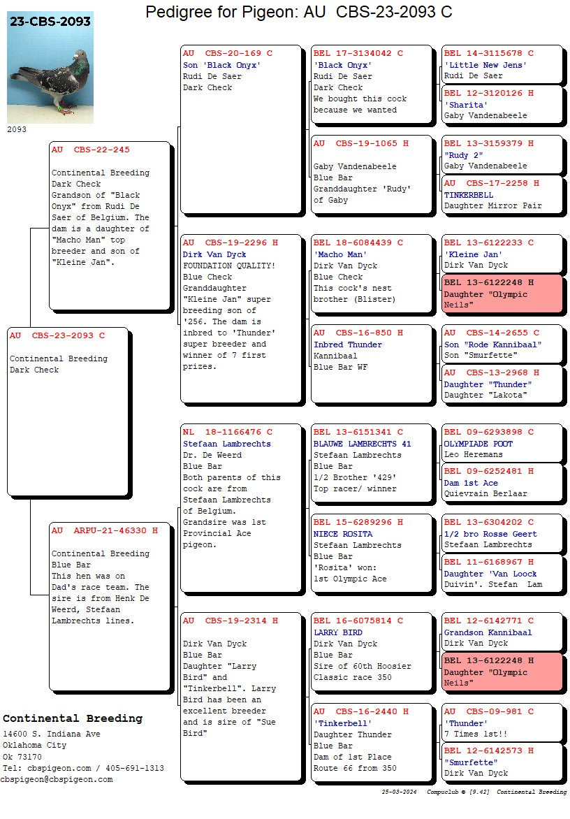 Birds For Sale – CBS Pigeon