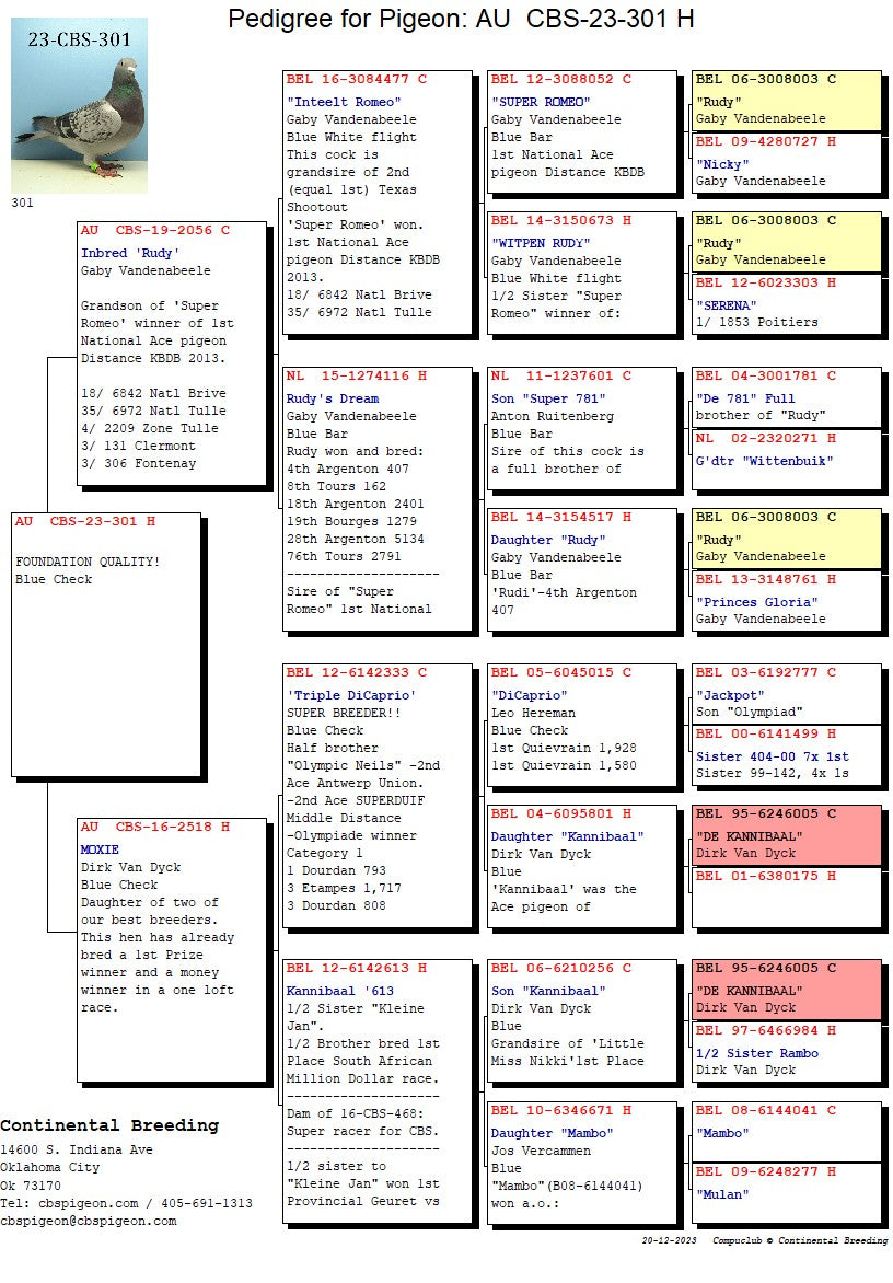 Birds For Sale – Page 3 – CBS Pigeon