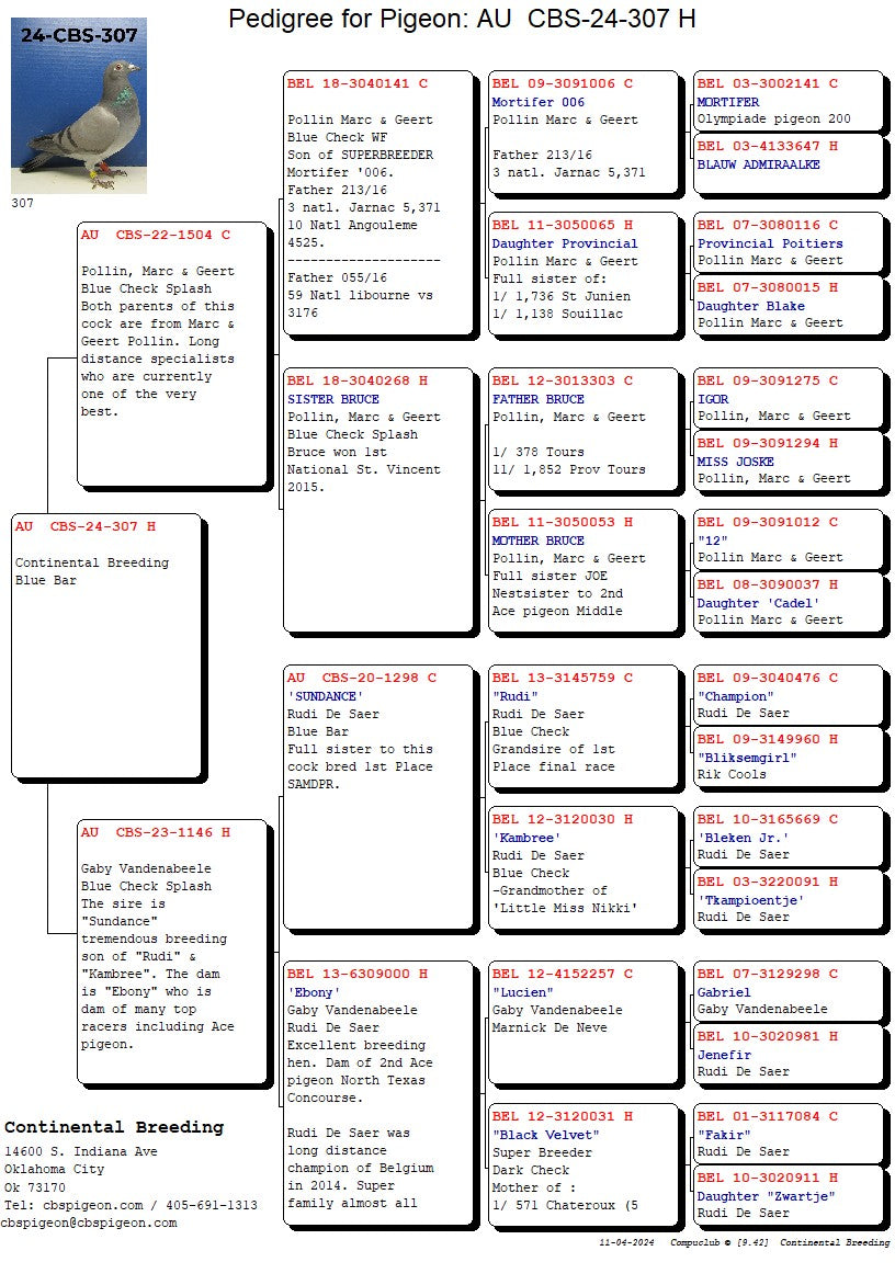 Birds For Sale – Page 2 – CBS Pigeon