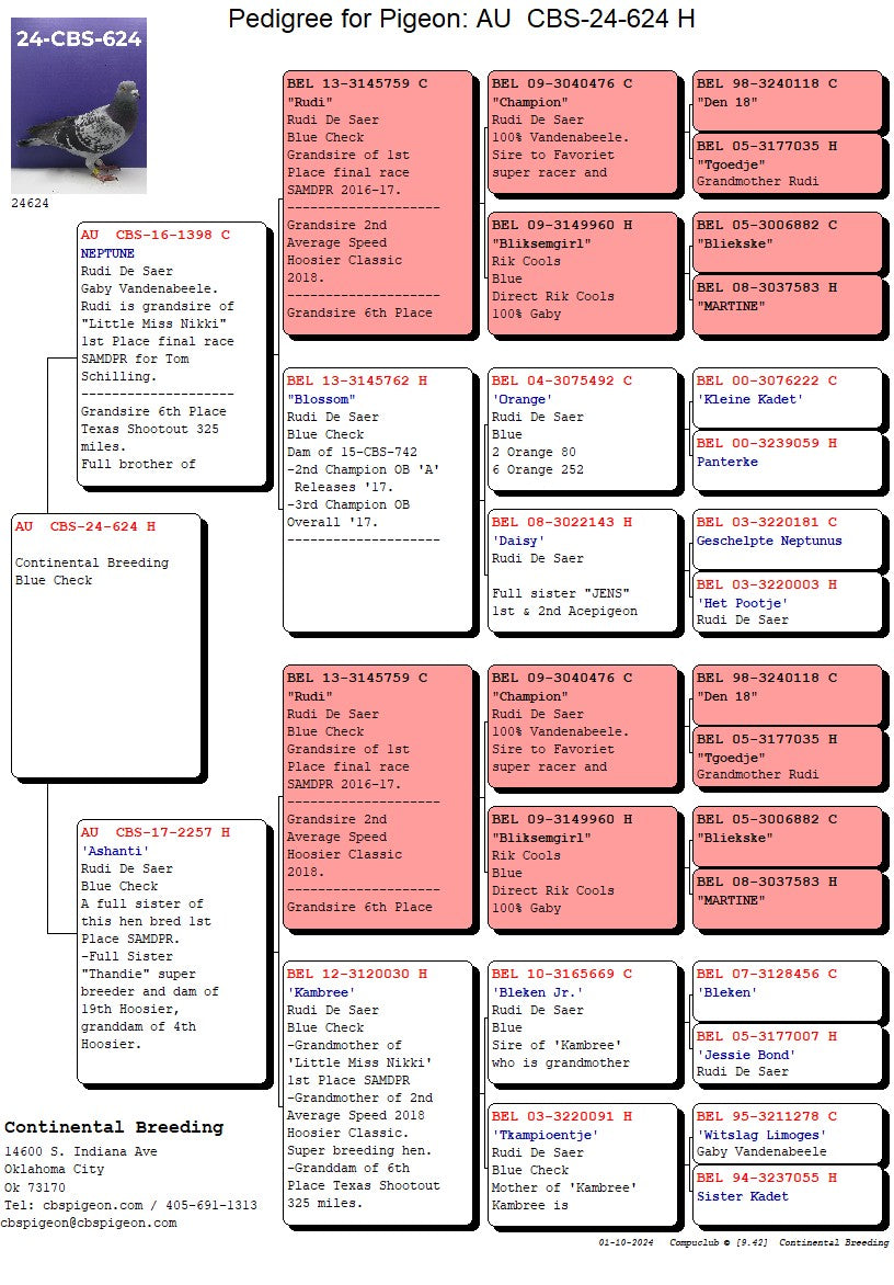Birds For Sale – CBS Pigeon
