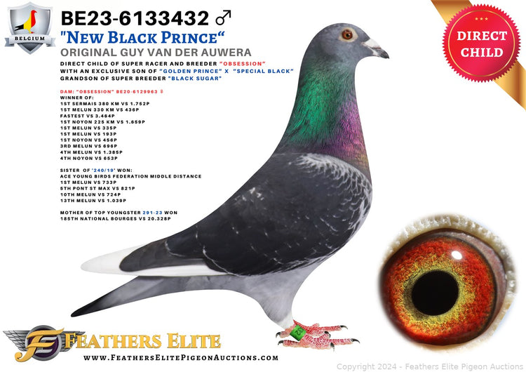 Birds For Sale – CBS Pigeon